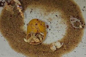 10 Best Foods For Hermit Crabs – Caring For All Pets