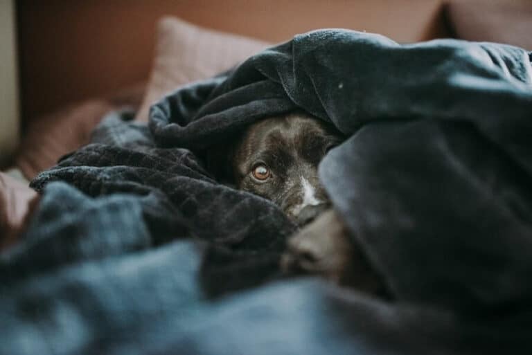 Why Are Dogs Scared Of Storms? – Caring For All Pets