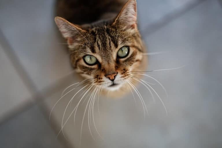 Domestic Shorthair Ear Tufts – Caring For All Pets
